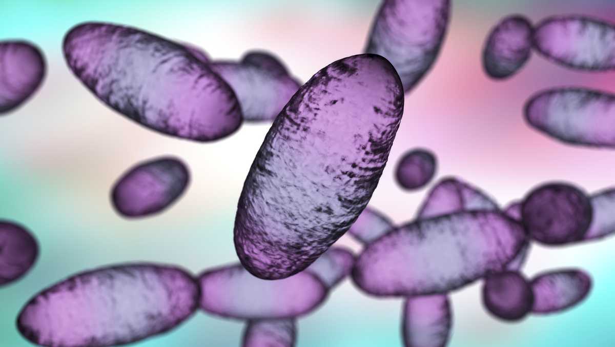 Officials confirm 3rd plague-infected cat in northern Wyoming area