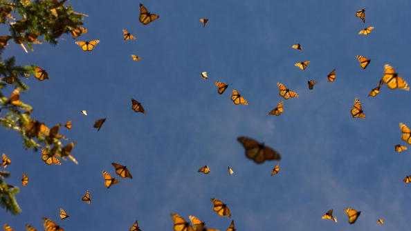 ‘Zombie butterflies’ continue to mystify guests at California sanctuary