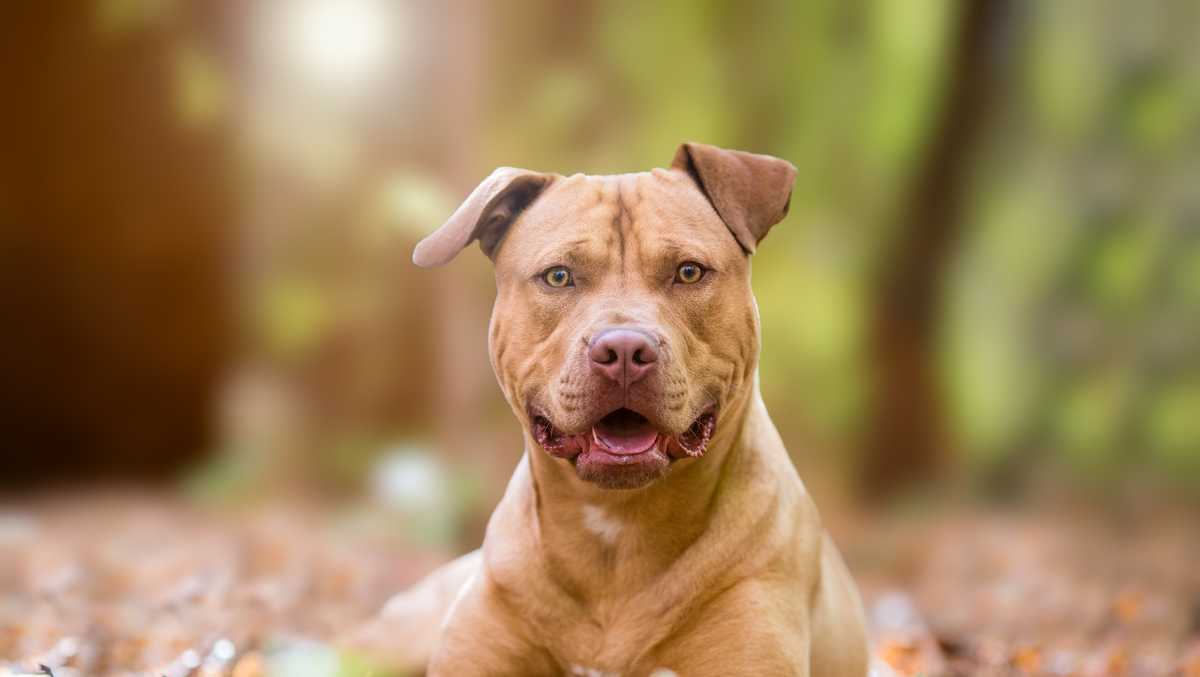 Delta lifts ban on emotional support animals on long flights, but pit ...