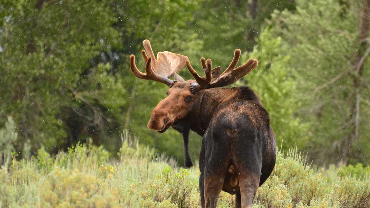 TSA stops man traveling with moose nuggets in his carry-on bag