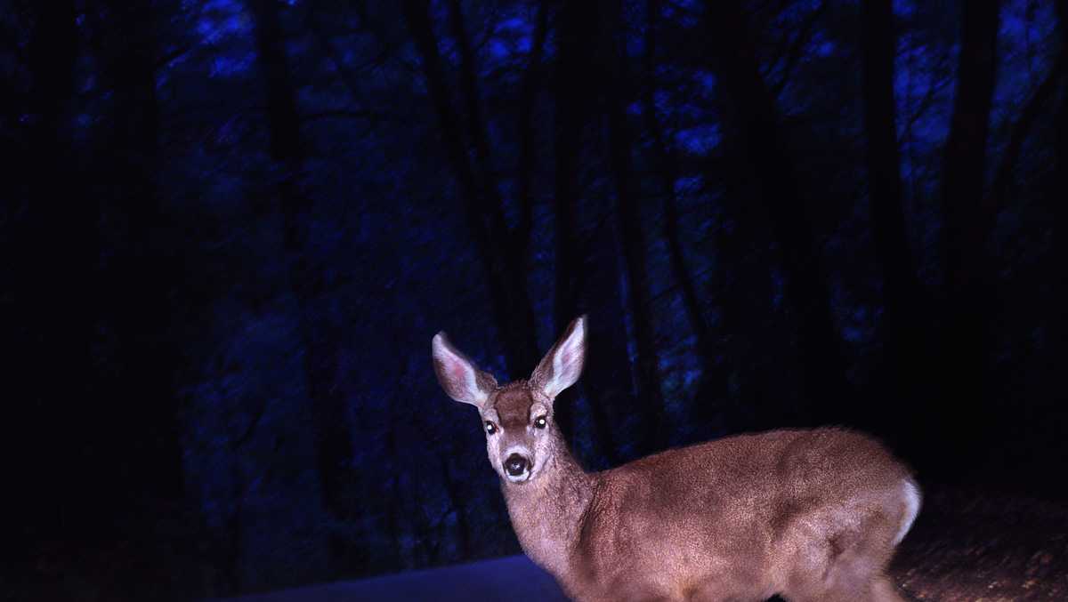 North Carolina: Two arrested after 'spotlighting deer' illegally killing 15