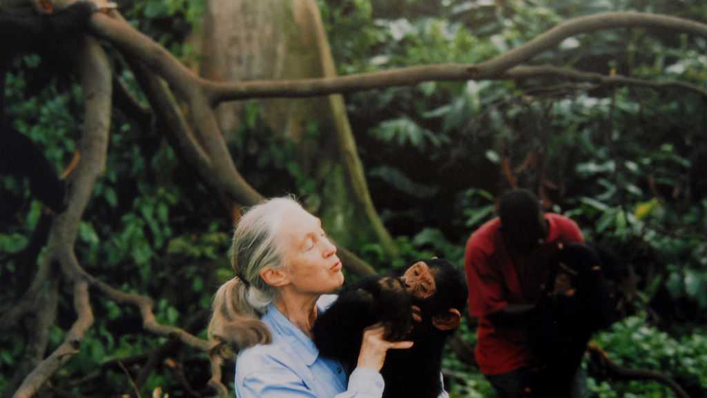 Cincinnati Zoo remembering life, influence of wildlife icon Dr. Jane ...