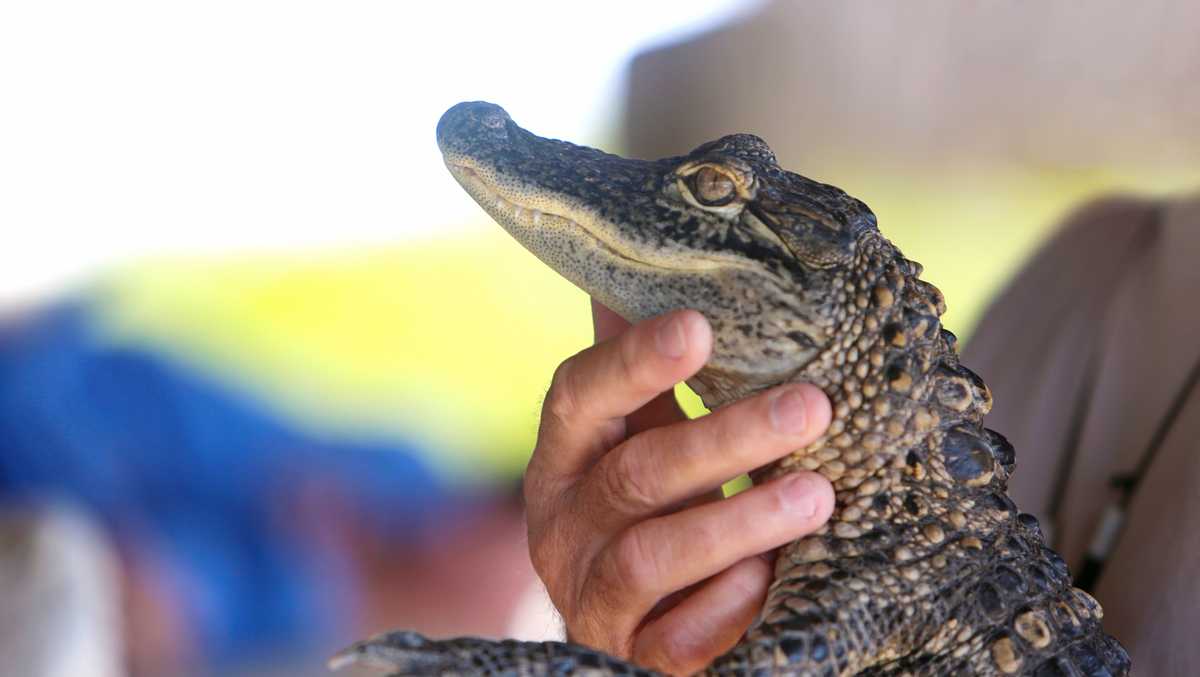 Florida teen arrested for kicking, swinging baby alligator, deputies say