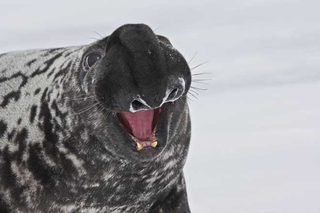 How endangered species have fared in 2025