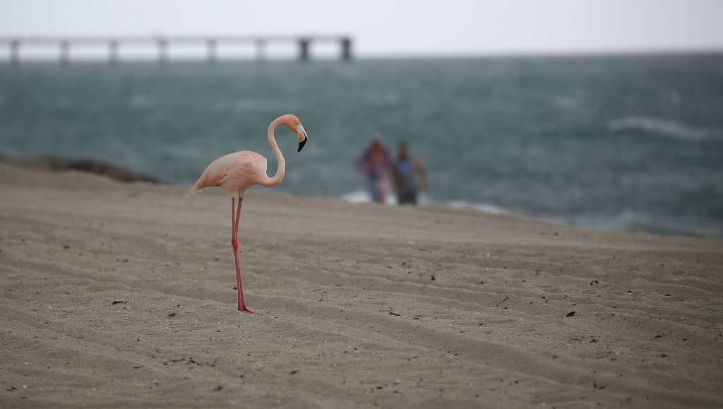 Colorful comeback: The return of flamingos to Florida