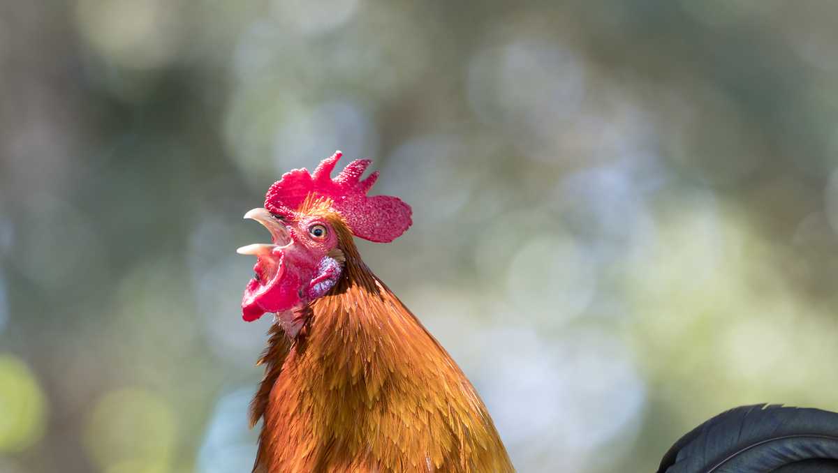 A woman was pecked to death by a rooster, pathologists say