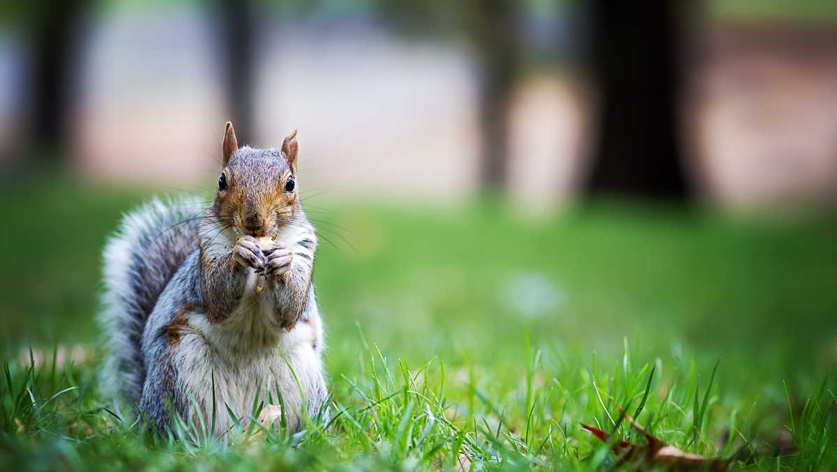 'Squirrels did me in': Man shot after triggering booby trap he set