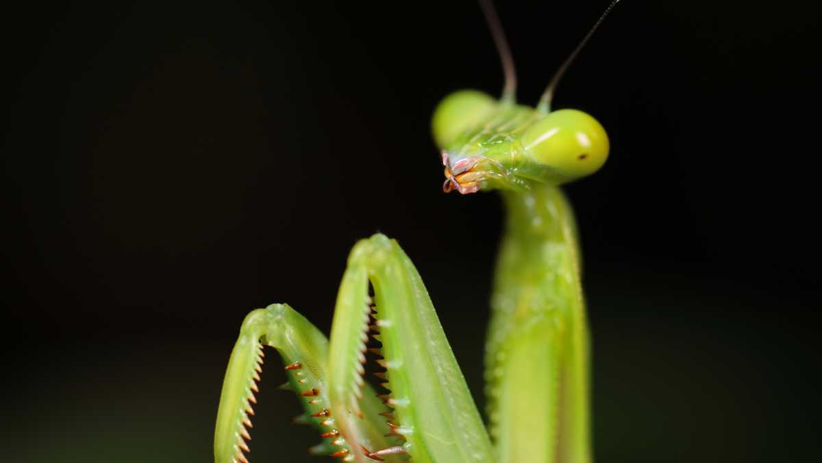 More than 100 praying mantises invade woman's home from her Christmas tree