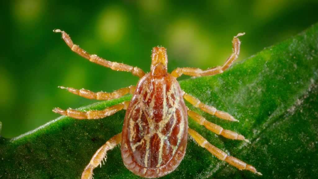 First Gulf Coast tick discovered in Iowa