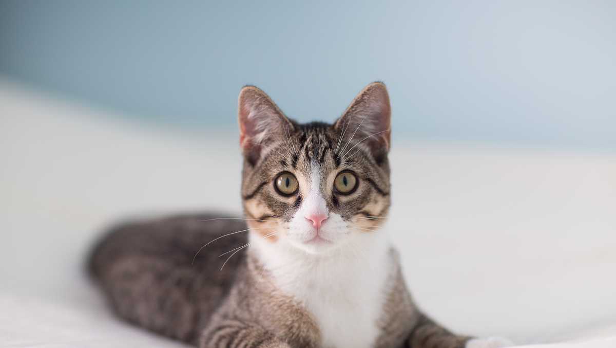 USDA says it no longer will test, kill cats in research