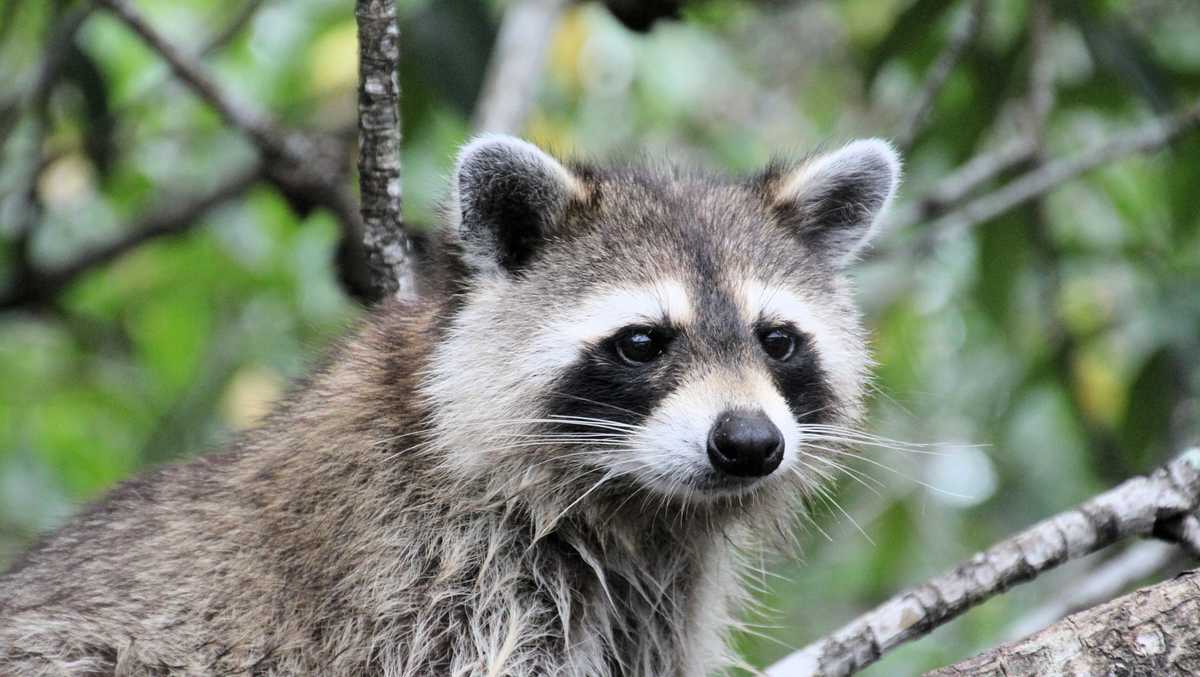 Martin County, Florida reports rabies cases in raccoons