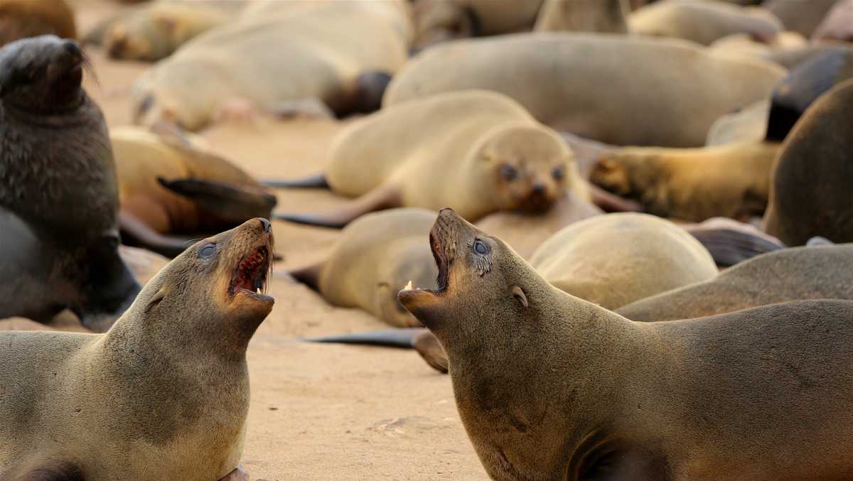 Fisherman saved from cliff face after escaping aggressive colony of seals