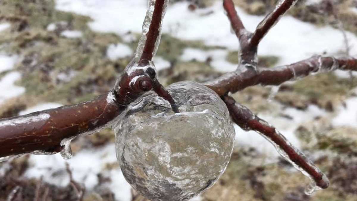 Another byproduct of this winter's extreme cold: ghost apples