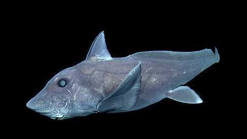Ghost shark video shot by Monterey Bay researchers goes viral