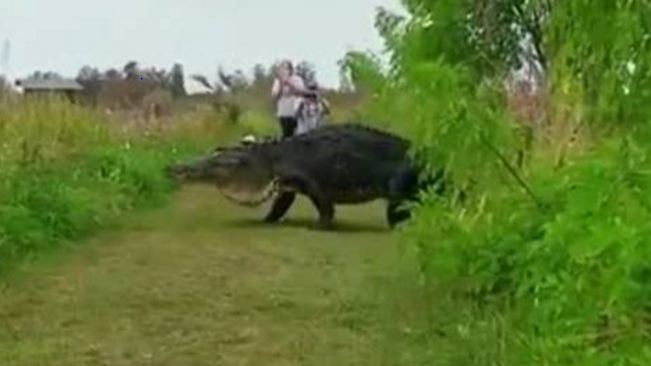 Whoa: Giant alligator takes a stroll through central Florida nature reserve