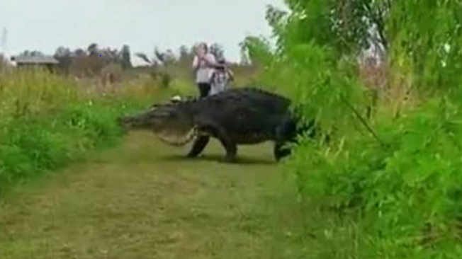 MUST WATCH: Giant alligator takes a stroll through Florida reserve