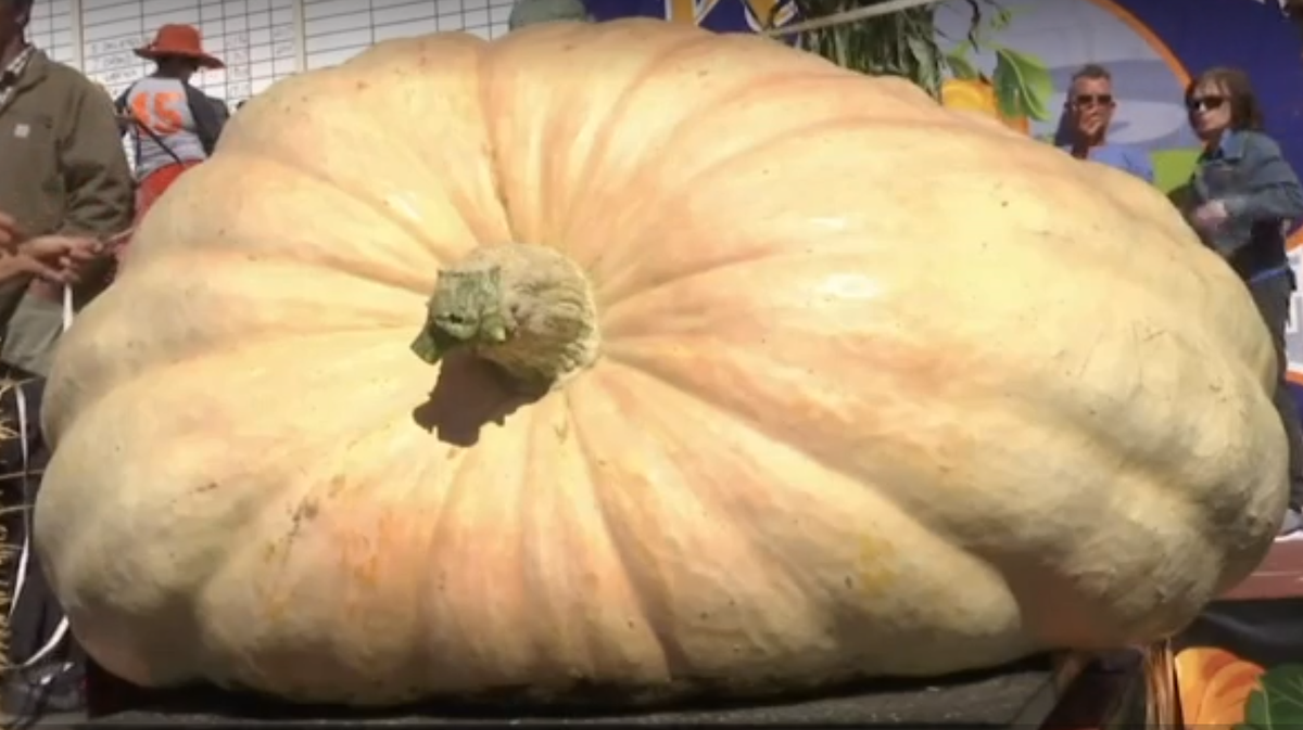 From ‘special seed’ to 2,170-pound winning pumpkin
