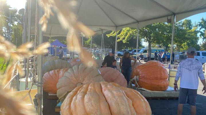 Giant Pumpkin Festival returns to Elk Grove