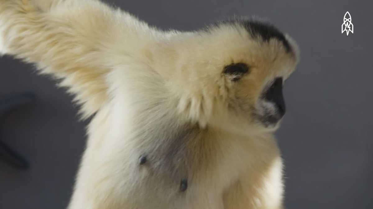 Hanging Out With the Trapeze Artists of the Animal Kingdom