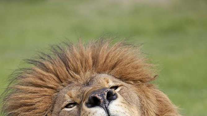 The most hilarious animal photos of the year