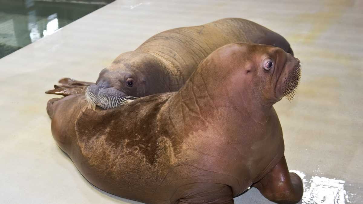 SeaWorld baby walruses meet for the first time