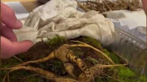 93-year-old ginseng root hunted in Vermont, could be worth thousands