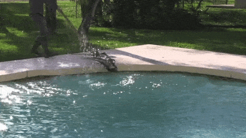 From doorsteps to swimming pools, unwelcome gators popping up in ...