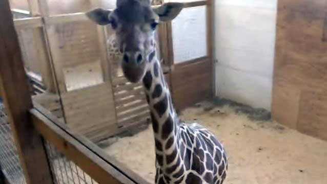 April the giraffe's appetite strong, with 'large, active' belly ...
