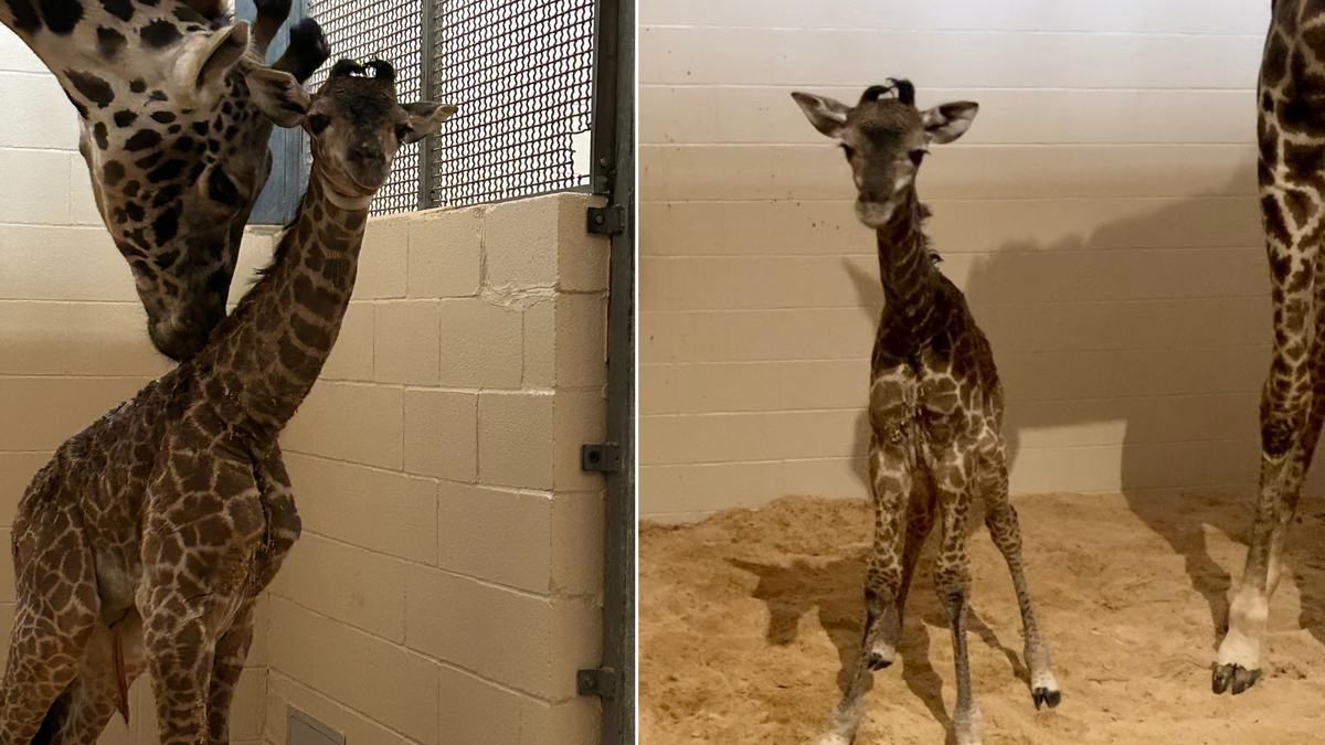 Zoo in Kentucky celebrates first birth of a giraffe in over a decade