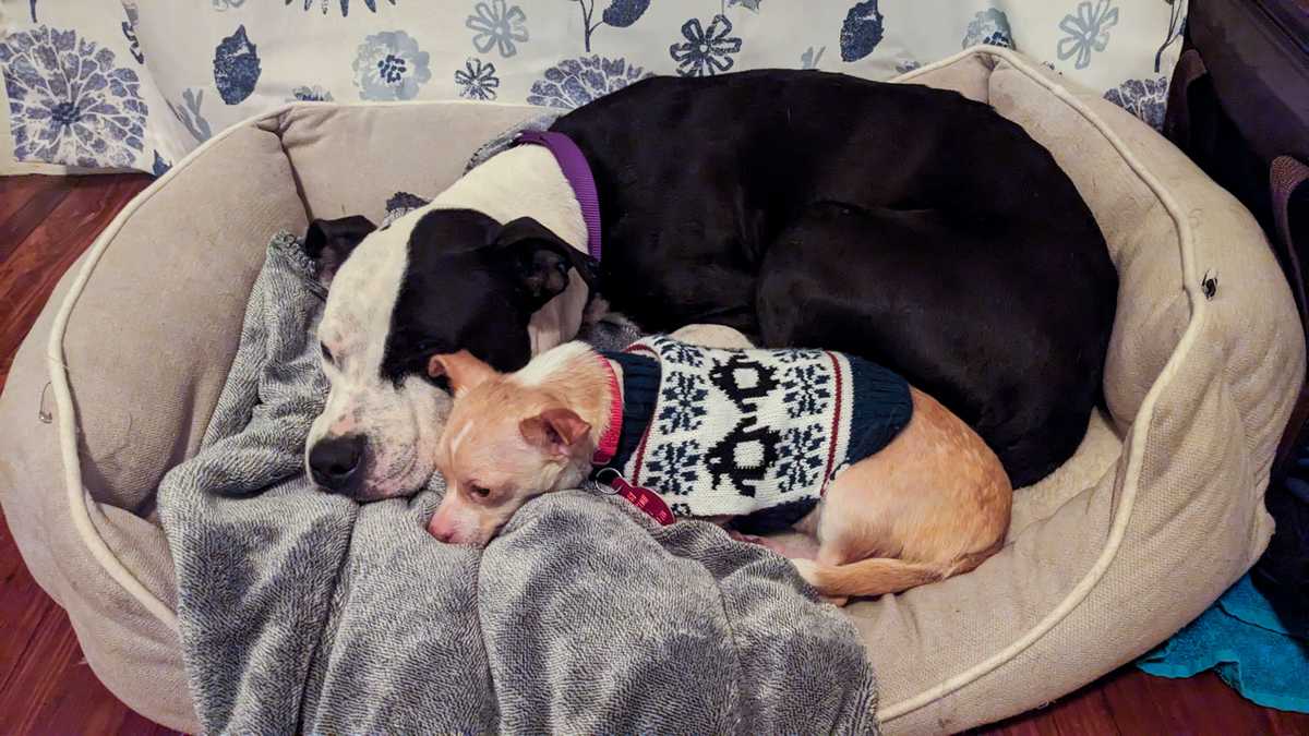 Odd canine couple in Boston shelter seeking home for holiday