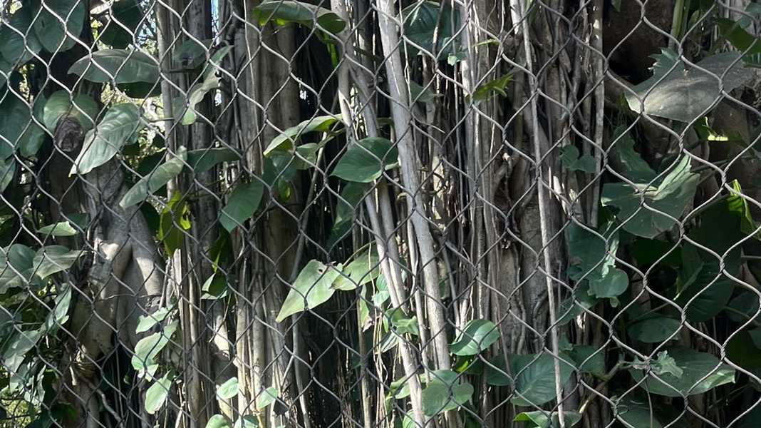 Malaysian Tiger joins Palm Beach Zoo's new Tiger Forest