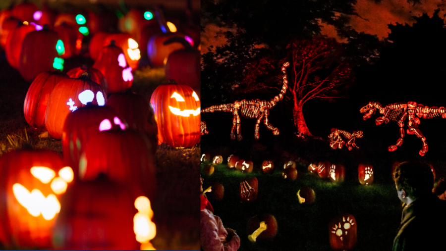 Walk among thousands of glowing pumpkins Cincinnati Zoo's newest fall event