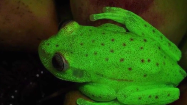 Scientists have discovered the first ever glow-in-the-dark frog