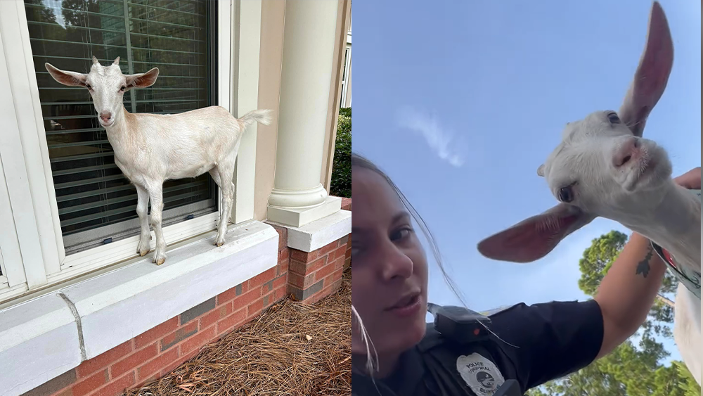 Bluffton: Video shows police officer read Miranda rights to goat