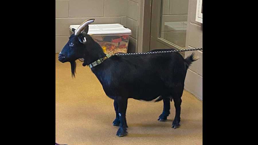 South Carolina: Deputies tell farm animal owner to 'get your goat'