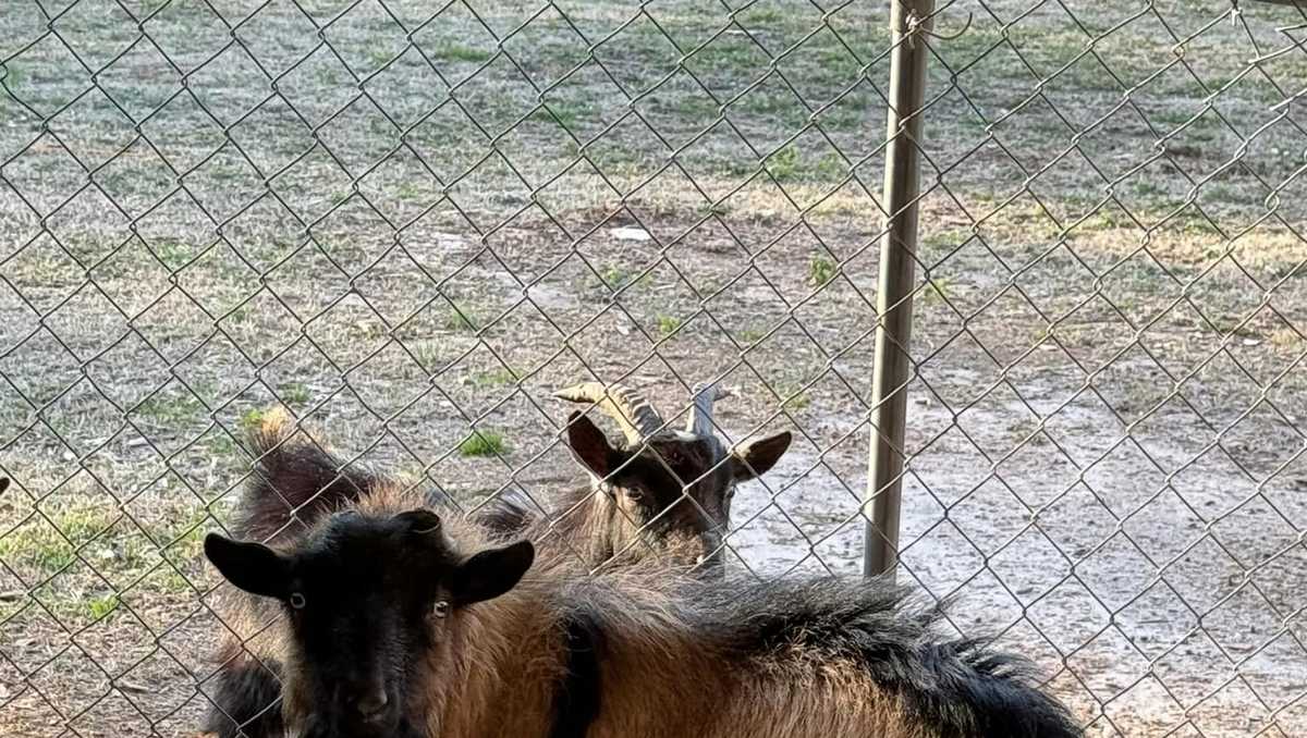 South Carolina: Goat found in pool