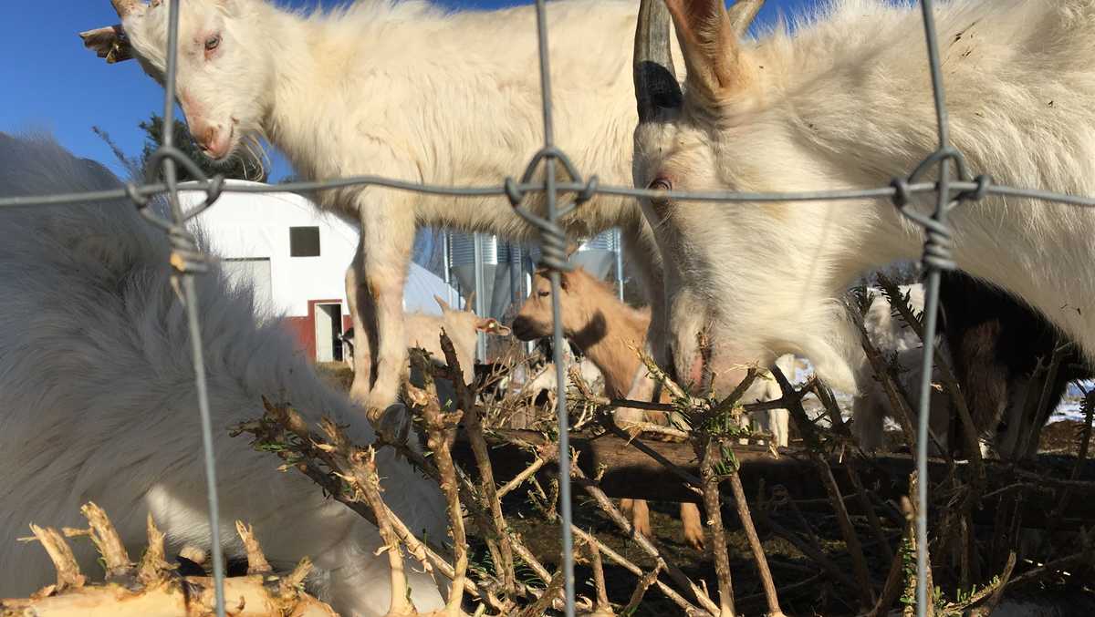Colchester farm eager for your unwanted Christmas evergreens