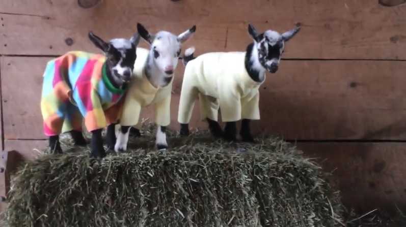 Newborn goats have a ridiculously cute pajama party
