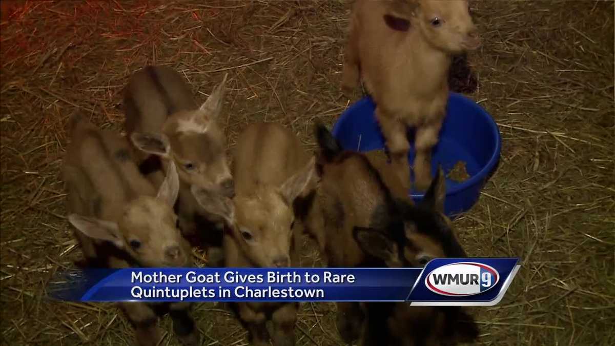 Mother goat gives birth to rare quintuplets in Charlestown