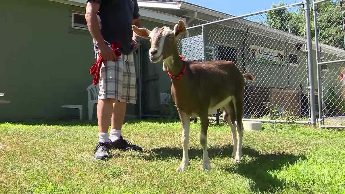 Men blew marijuana smoke in goat's face, police say