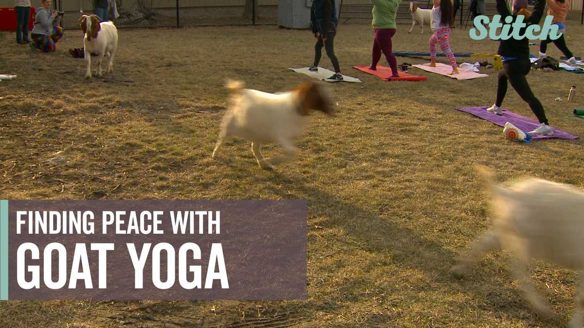 Finding peace with goat yoga