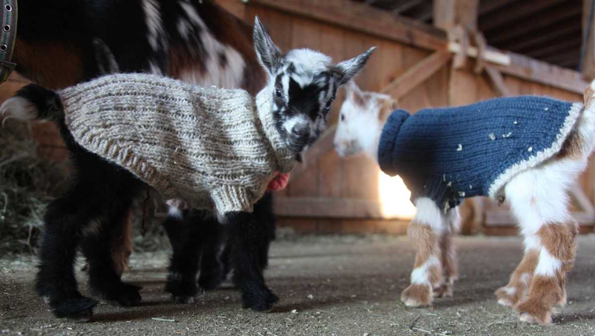 These adorable day-old goats will melt your heart