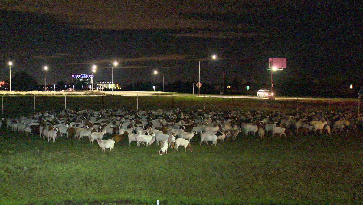 Goats escape pasture, get onto highway in Lincoln