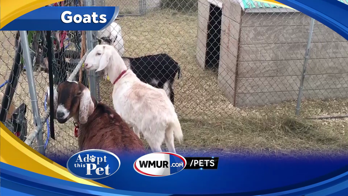Watch: Adopt This Pet: Goats