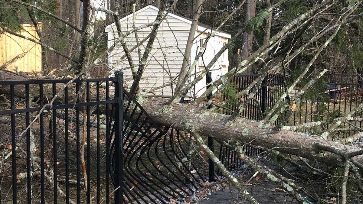 Gusty winds bring down trees, power lines