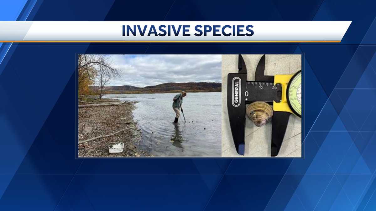 Invasive Golden Clam found for first time in Lake Champlain