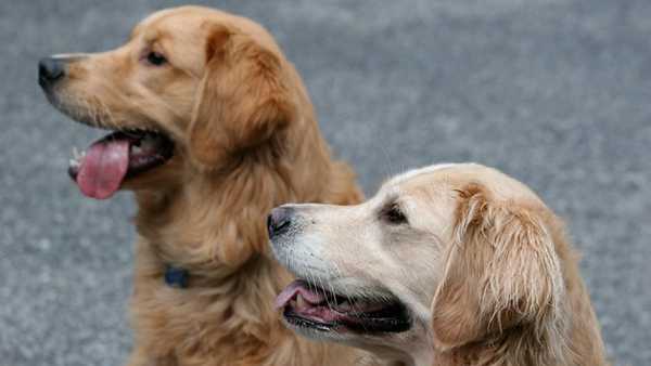 Foster homes needed for dozens of Ohio golden retrievers