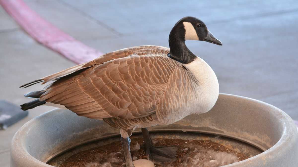 UPDATE: Goslings hatch at CHI Health