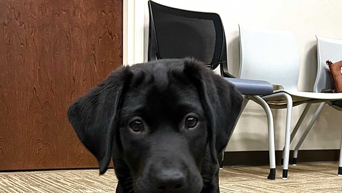Savannah Police department welcomes first therapy dog "Goose"