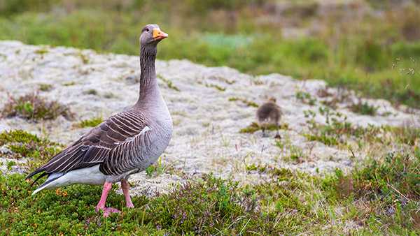 Rare pink-footed goose spotted in Kentucky, attracting birders from ...